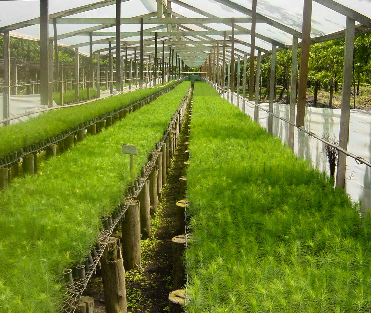 Forest Production – San Sebastian